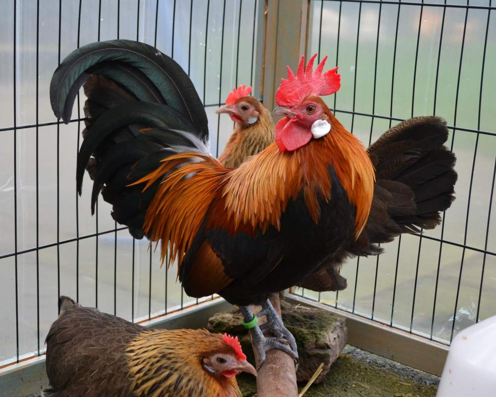 Dutch Bantam For Sale | Chickens | Breed Information | Omlet