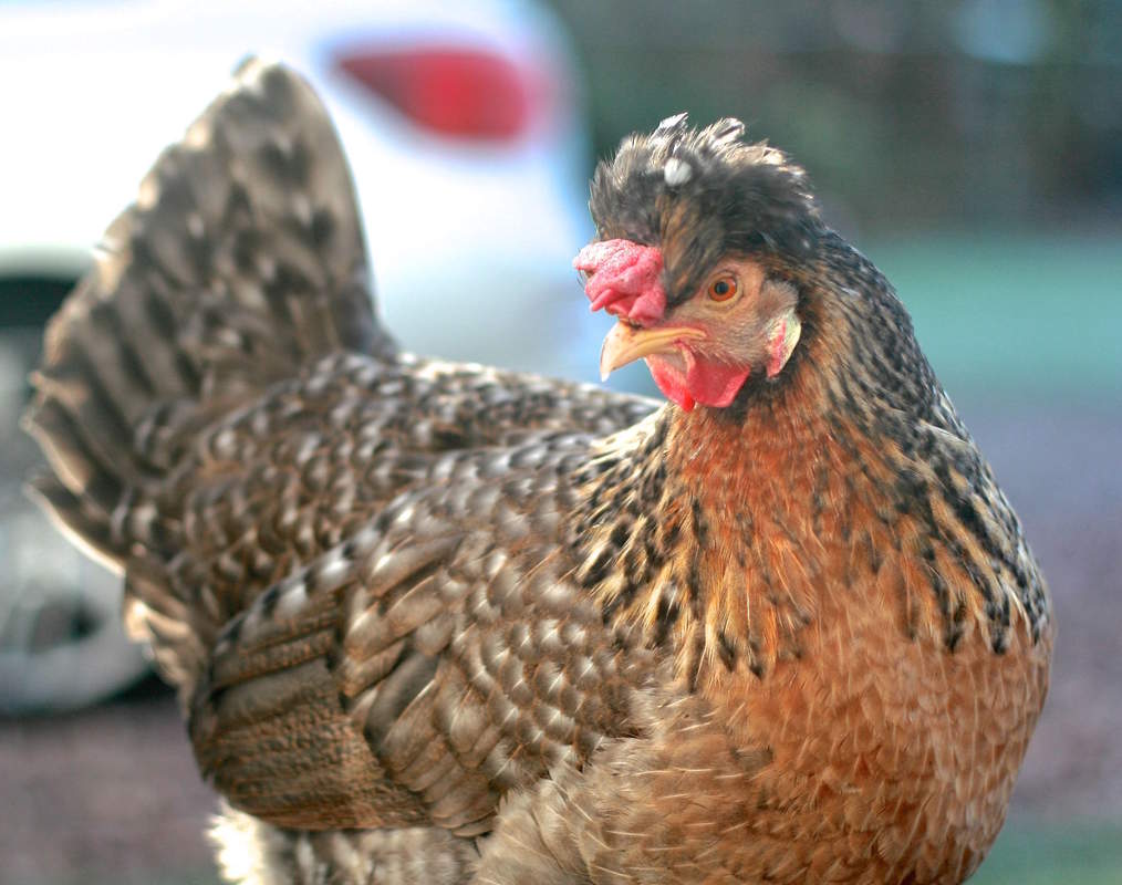 Araucana For Sale | Chickens | Breed Information | Omlet