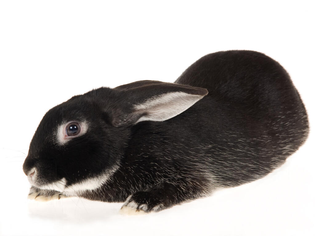 Silver Fox Rabbits | Silver Fox For Sale