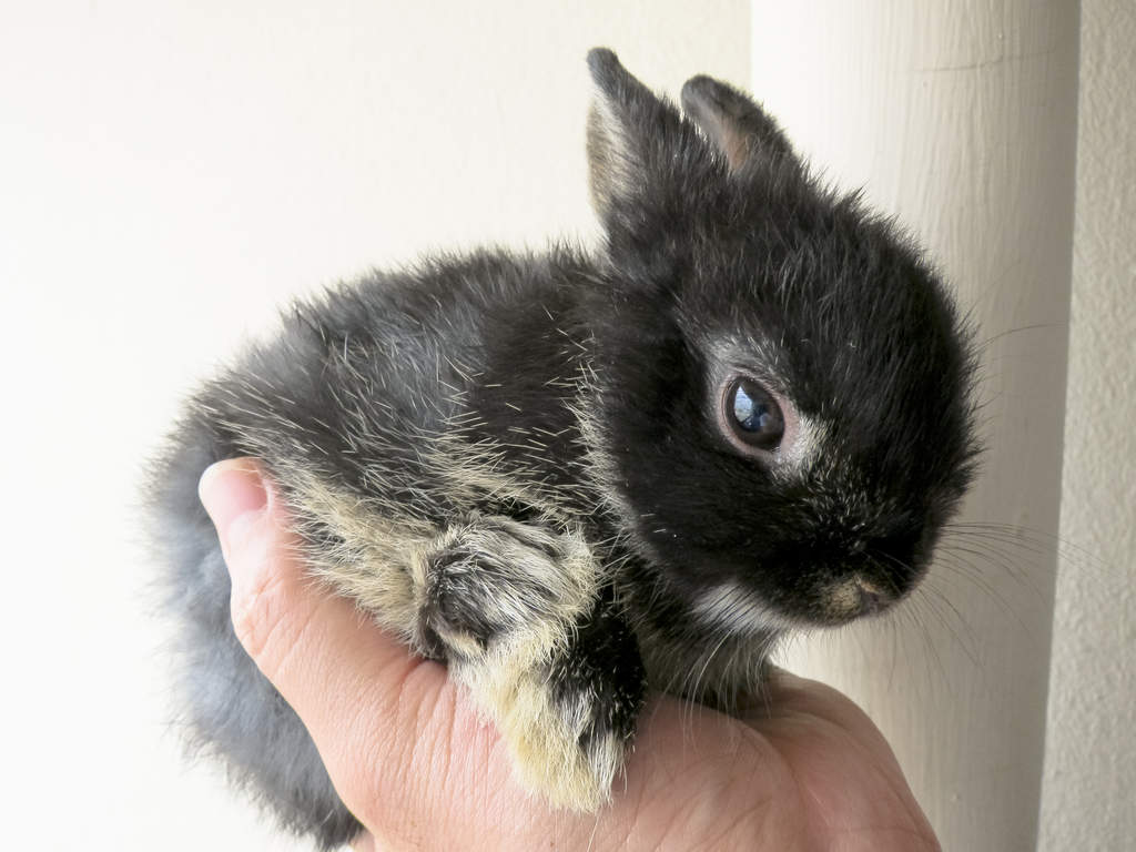 Netherland Dwarf Rabbits | Netherland Dwarf For Sale