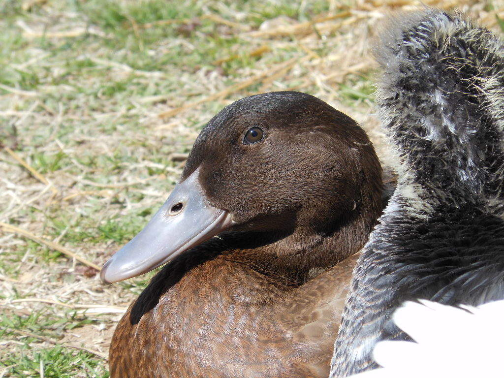 Campbells | Ducks | Breed Information | Omlet