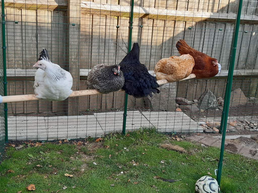 Omlet Chicken Perch - 2 meters | Eglu Accessories | Chicken Coops, Walk ...