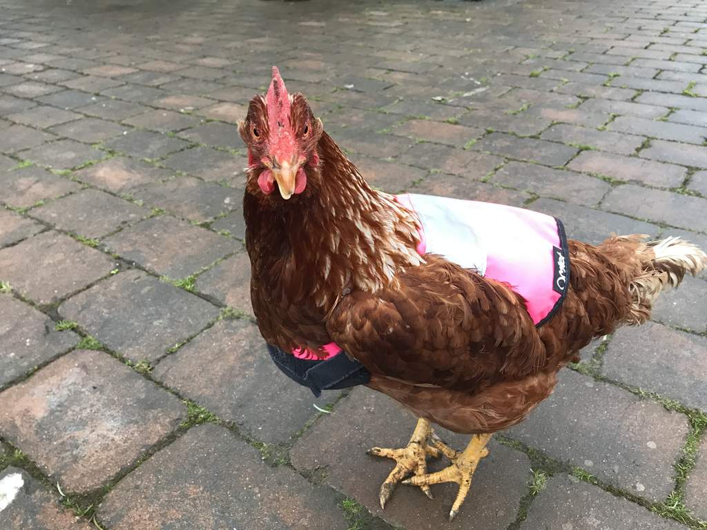 Pink High-Vis Chicken Jacket | Chicken Clothing | Chicken Coops, Walk ...