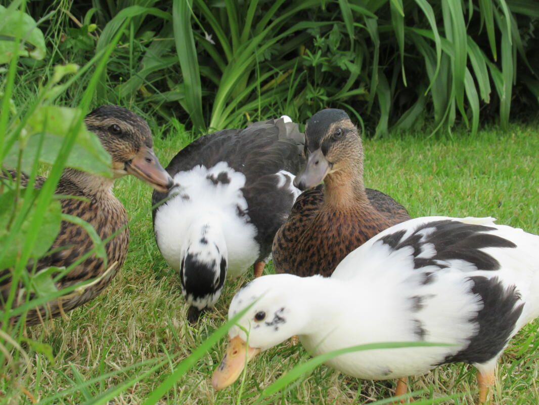 Call Duck | Ducks | Breed Information | Omlet