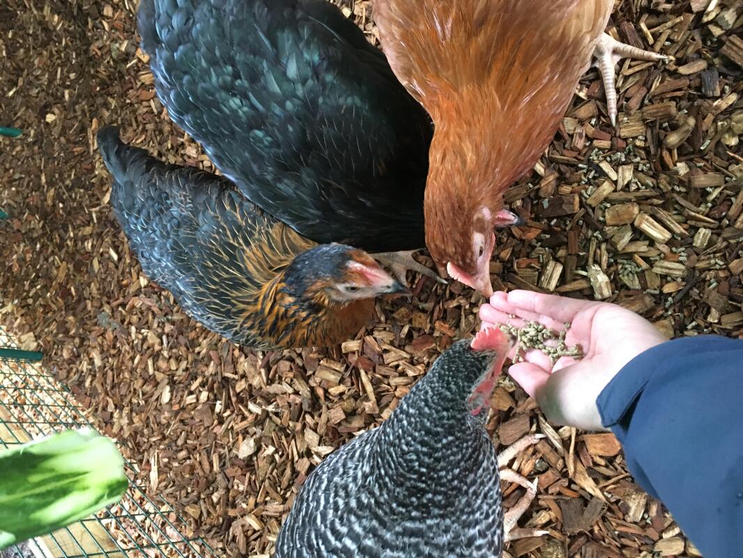 How To Tame Your Chickens | Chicken Care | Chickens | Guide | Omlet ...