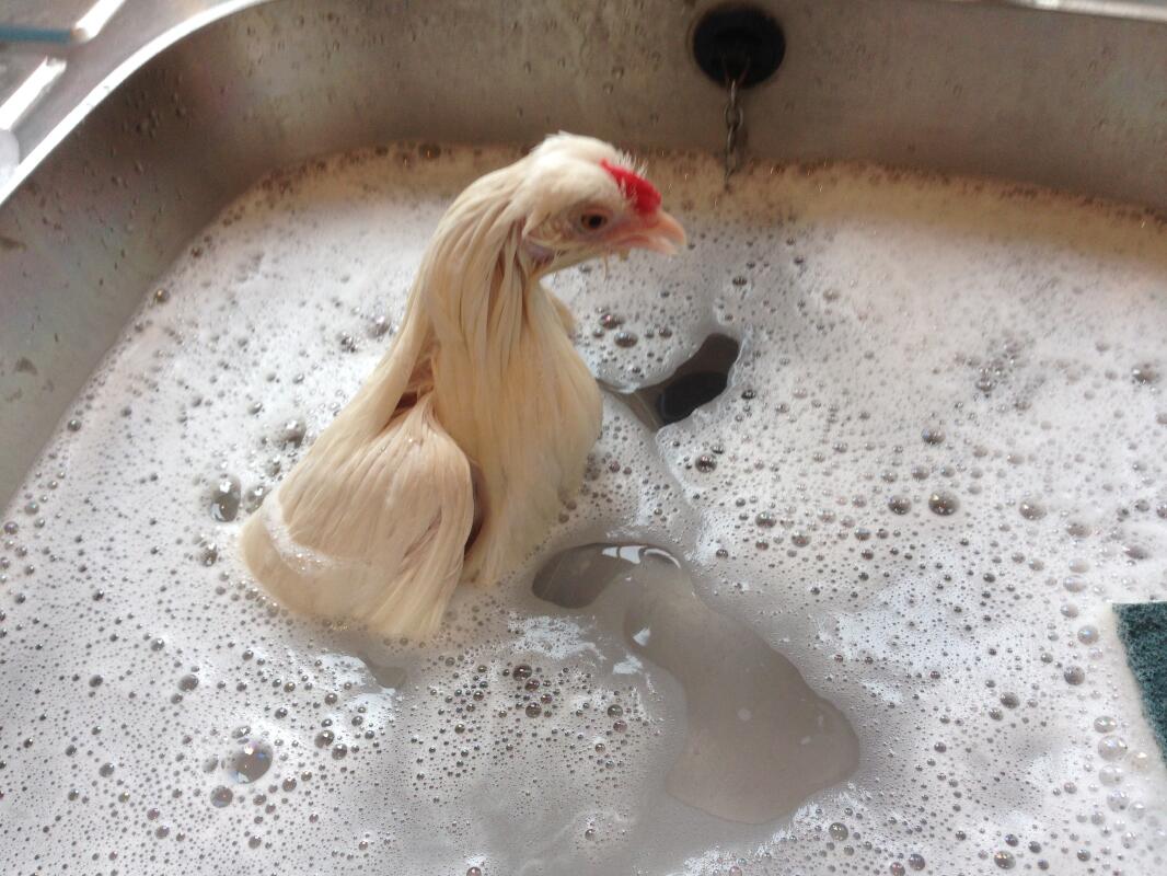 Preparing Your Chicken For A Show | Show Chickens | Chickens | Guide