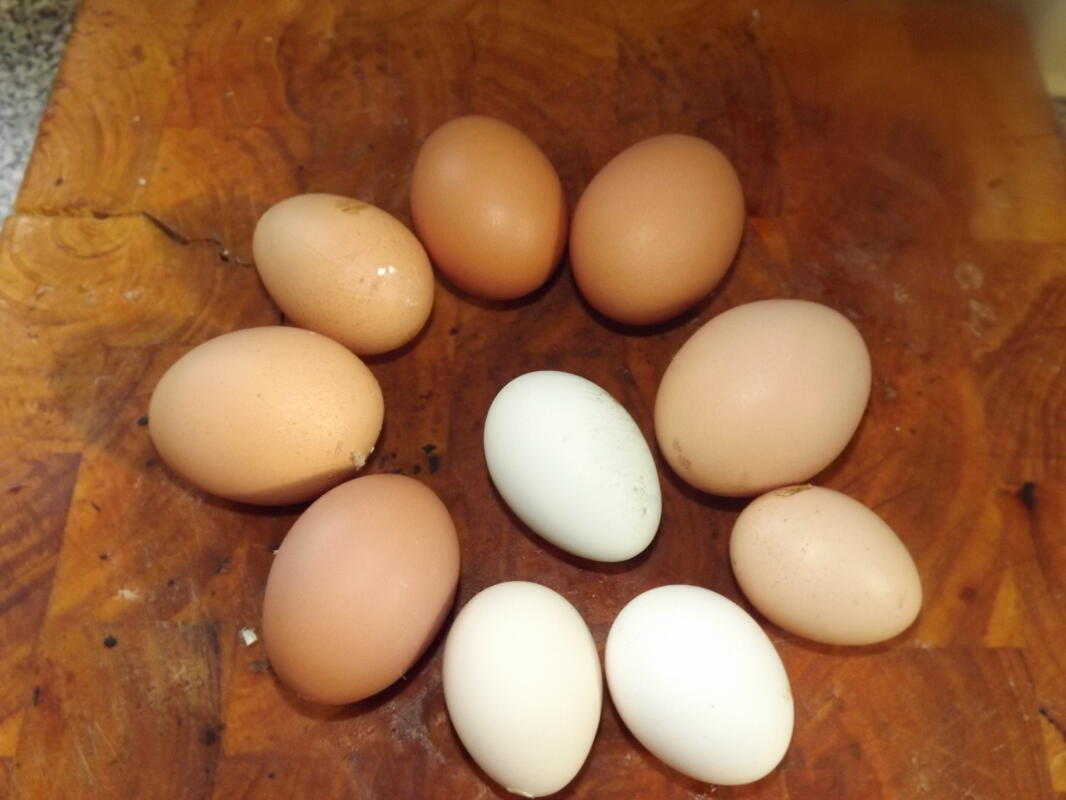 Chickens | Guide | Omlet Australia
