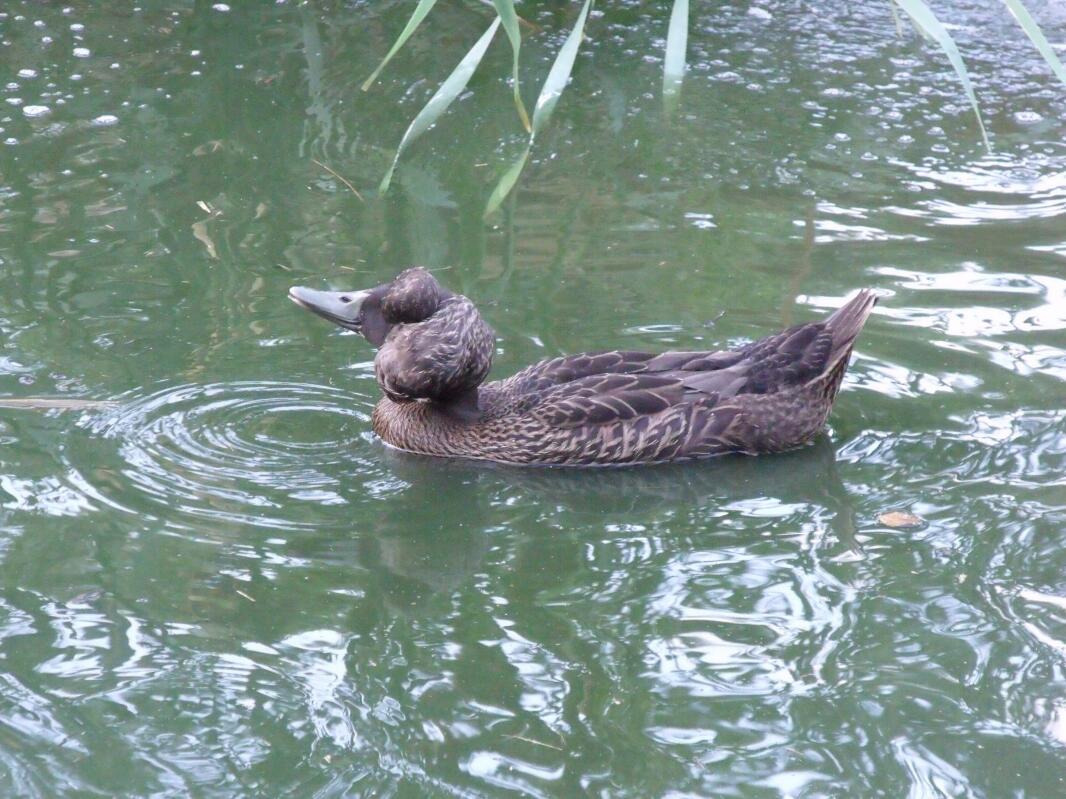 Crested Ducks | Ducks | Breed Information | Omlet