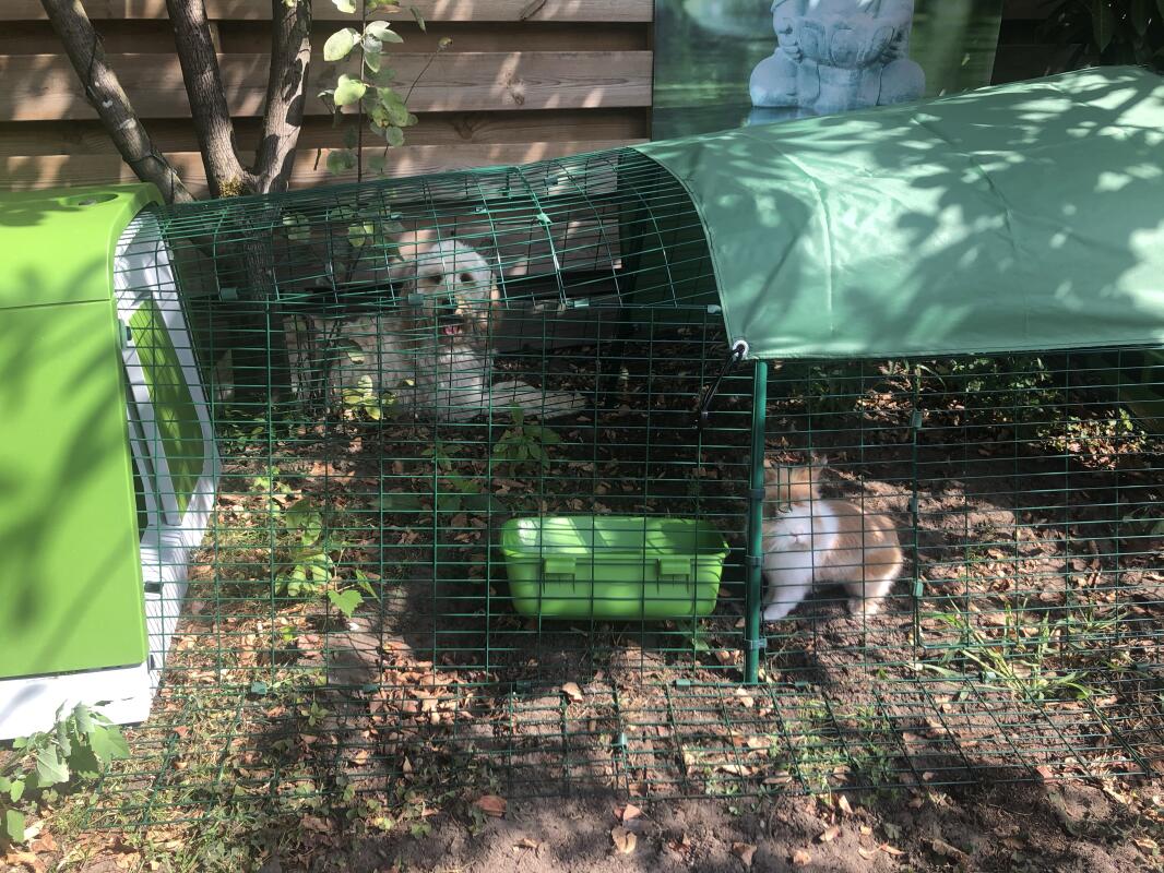 Eglu Go Chicken Coop | Chicken Coops, Walk in Chicken Runs, Chicken ...
