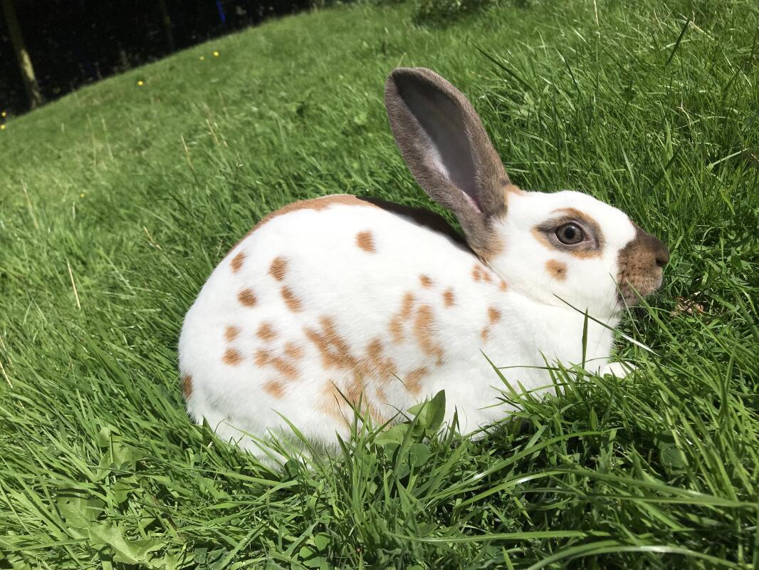 English For Sale | Rabbits | Breed Information | Omlet