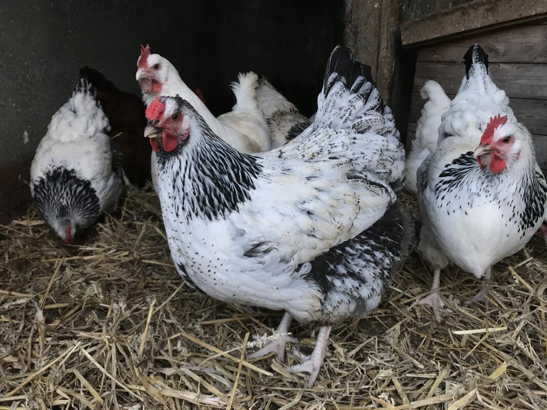 Hybrid For Sale Chickens Breed Information Omlet