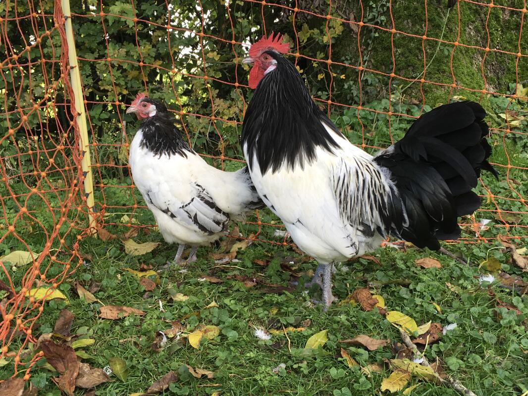 Lakenvelder For Sale | Chickens | Breed Information | Omlet