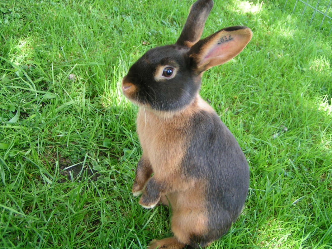 Tan For Sale | Rabbits | Breed Information | Omlet