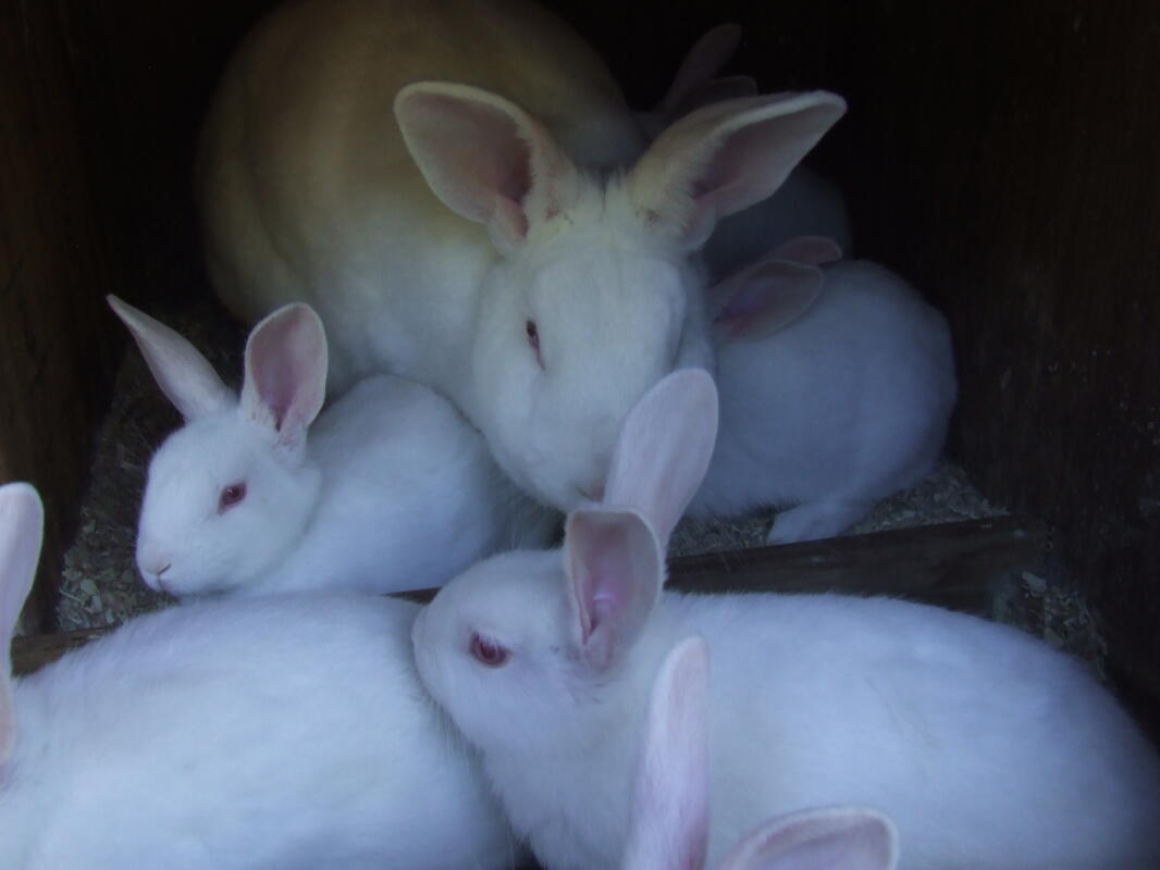 New Zealand For Sale | Rabbits | Breed Information | Omlet