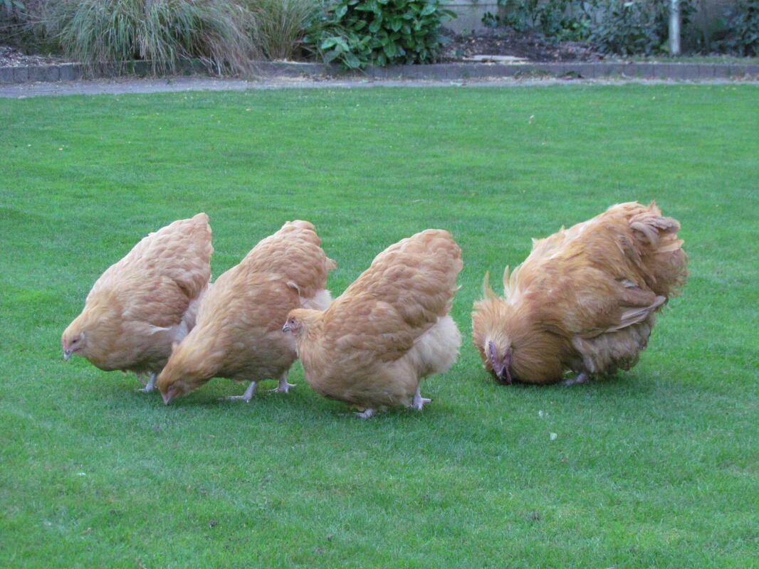 Orpington For Sale | Chickens | Breed Information | Omlet