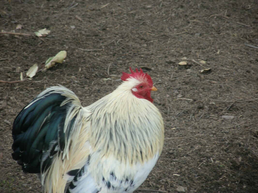 Pekin Bantam For Sale | Chickens | Breed Information | Omlet