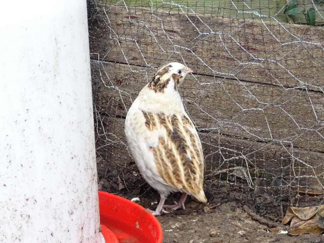 Quails | Guide | Omlet Australia