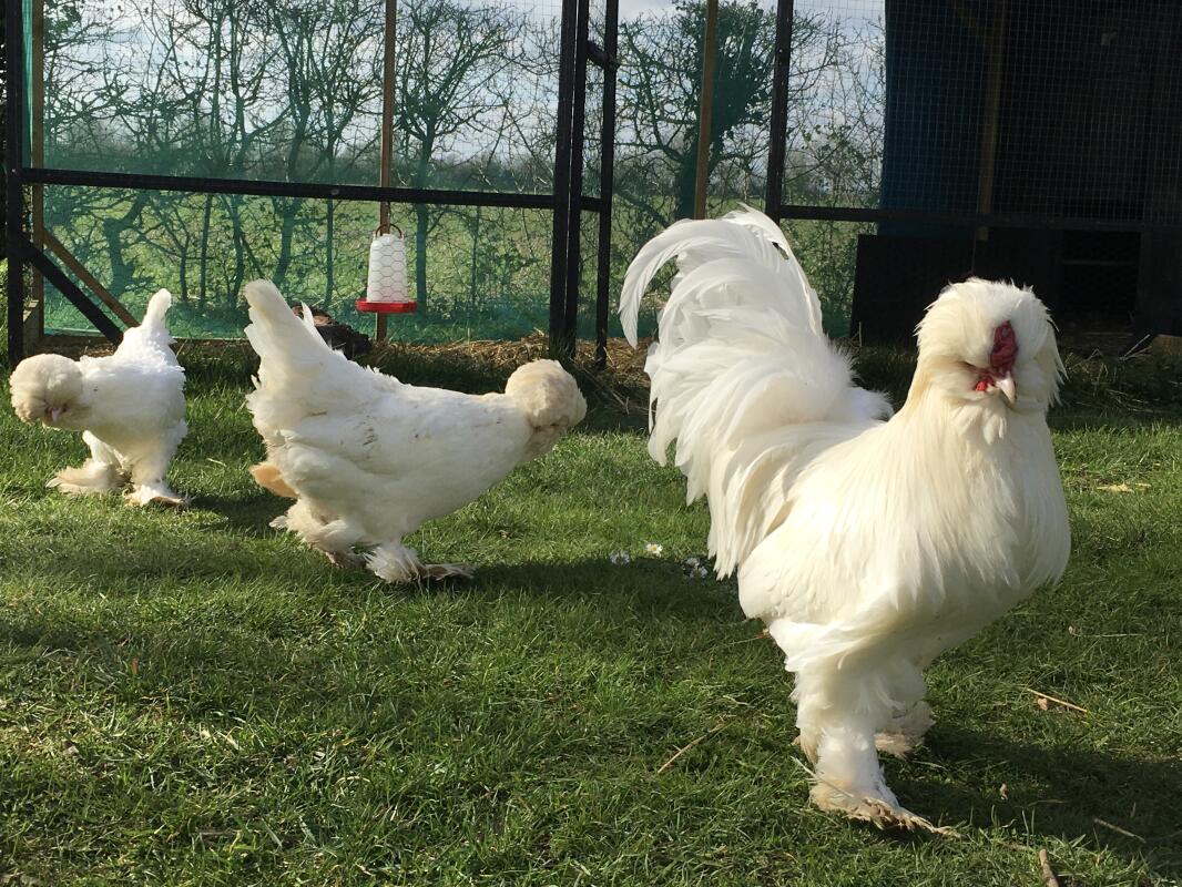 Sultan For Sale | Chickens | Breed Information | Omlet