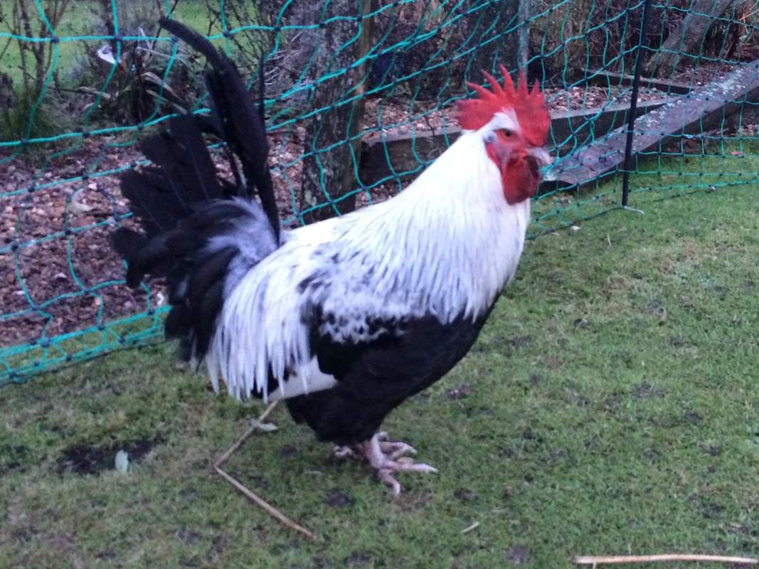 Dorking For Sale | Chickens | Breed Information | Omlet