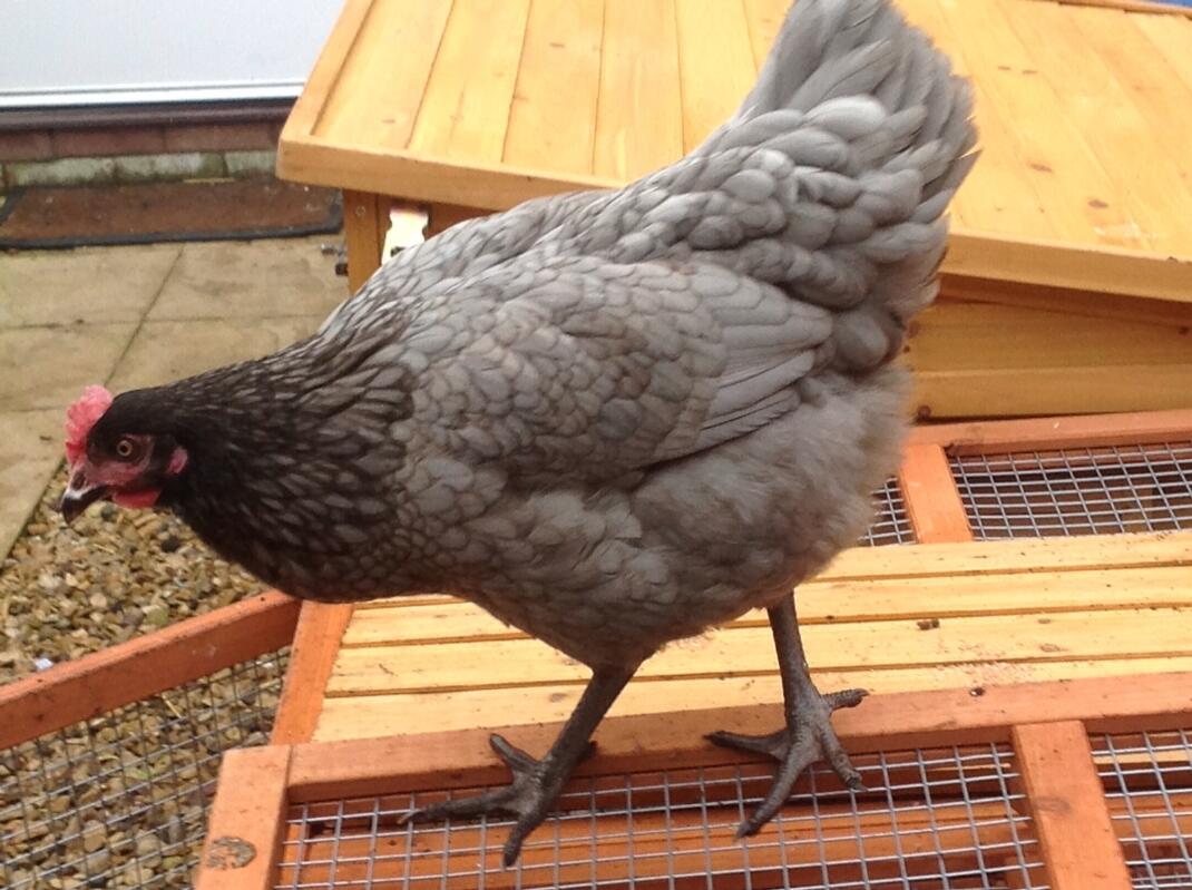 Araucana For Sale | Chickens | Breed Information | Omlet