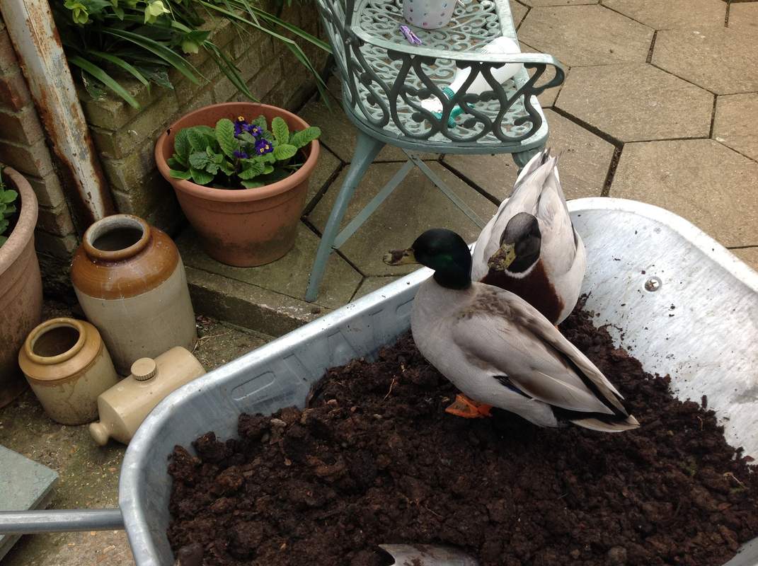 Call Duck | Ducks | Breed Information | Omlet