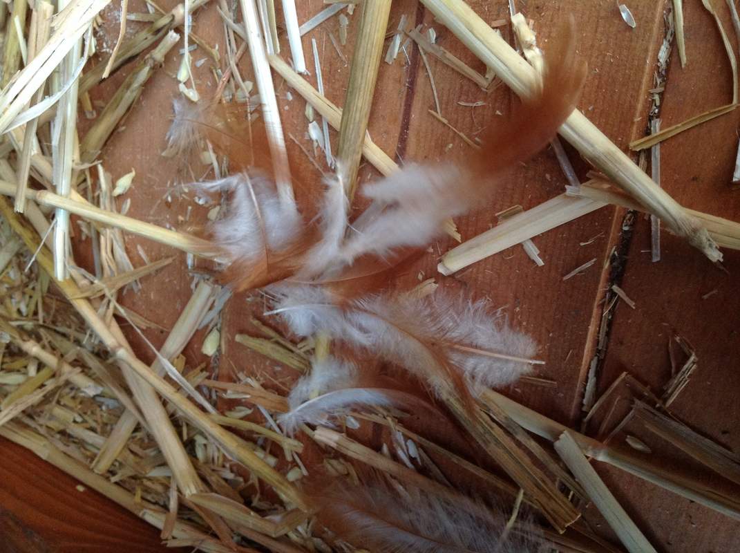 Feather Loss | Chicken Health | Chickens | Guide | Omlet Australia