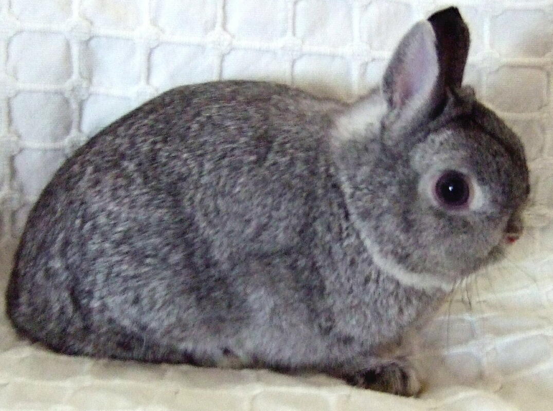 Netherland Dwarf For Sale | Rabbits | Breed Information | Omlet