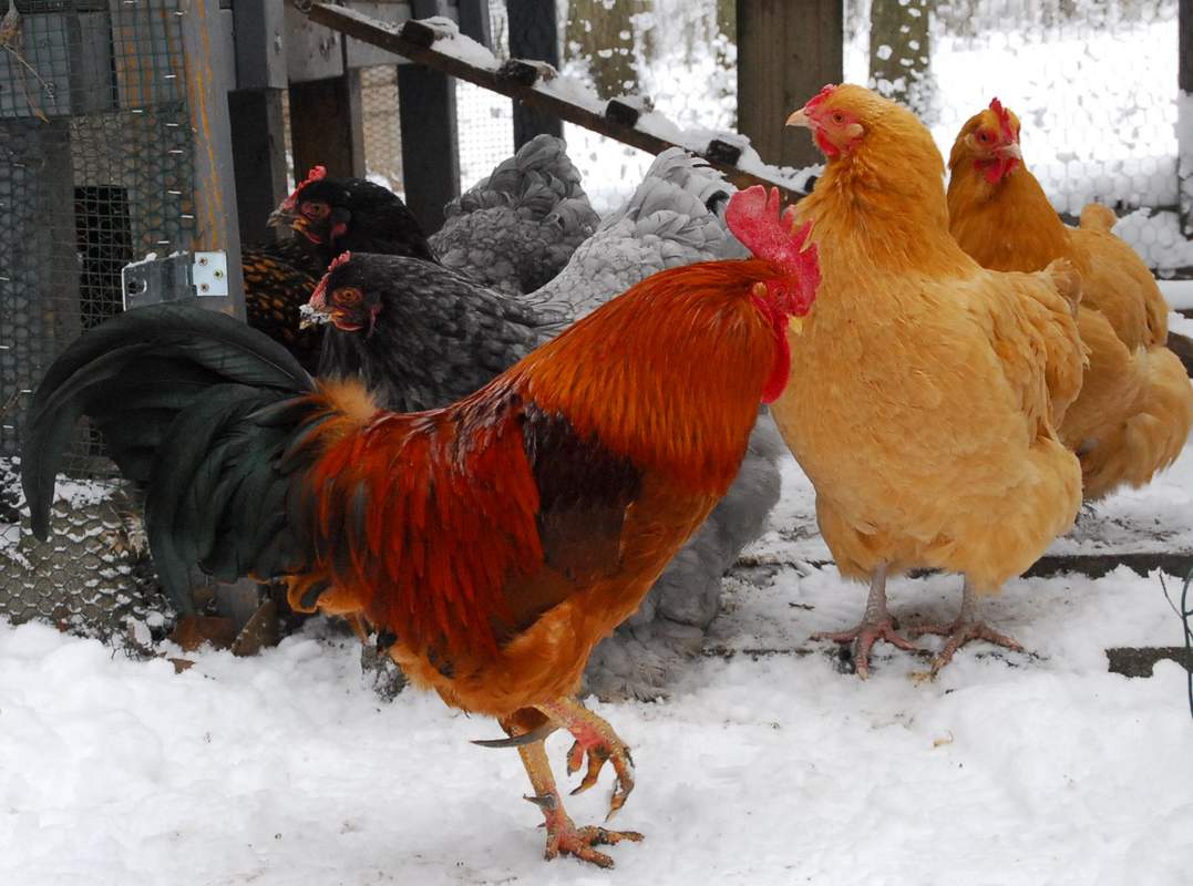 Old English Game For Sale | Chickens | Breed Information | Omlet