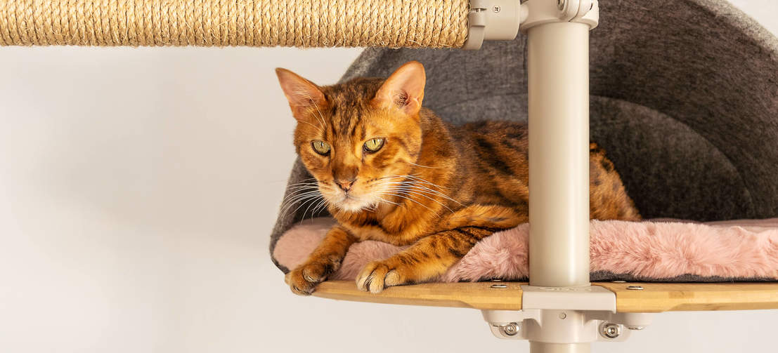 Freestyle Floor to Ceiling Cat Tree - Customisable Cat Tower | Omlet