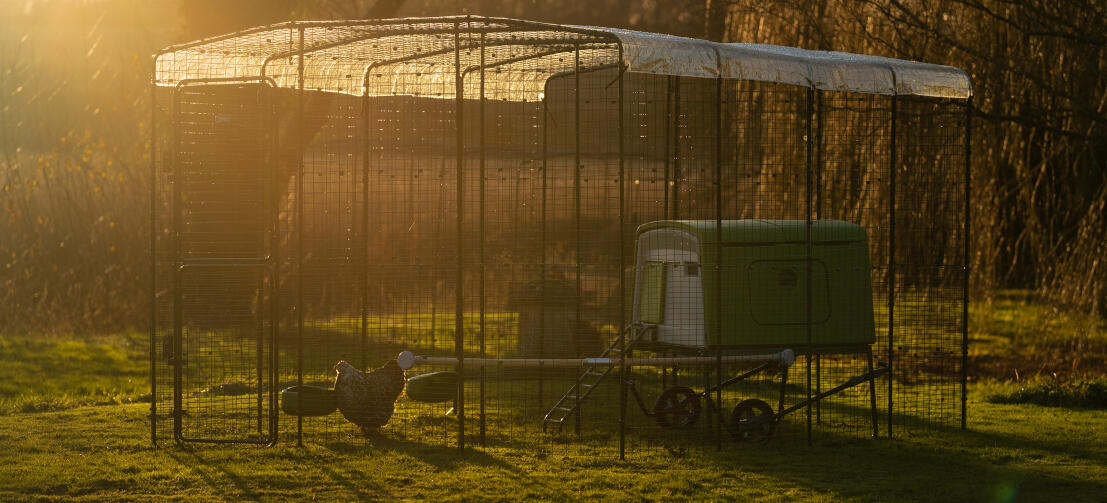 Large Walk in Chicken Runs | Omlet