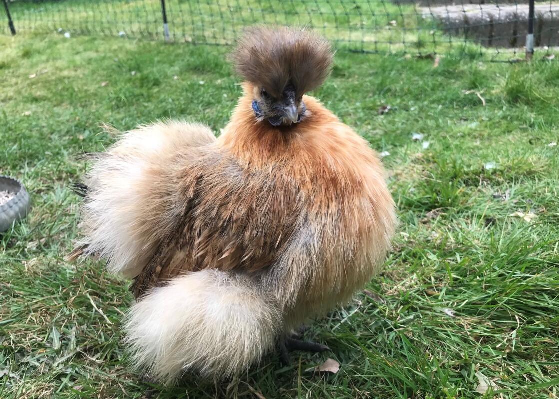 Silkie For Sale | Chickens | Breed Information | Omlet