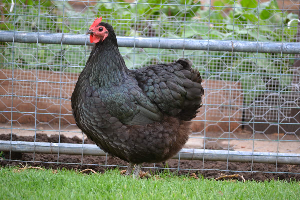 Australorps For Sale | Chickens | Breed Information | Omlet