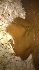 Different Droppings | Chicken Health | Chickens | Guide | Omlet Australia