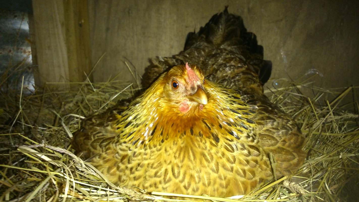 Marsh Daisy For Sale | Chickens | Breed Information | Omlet
