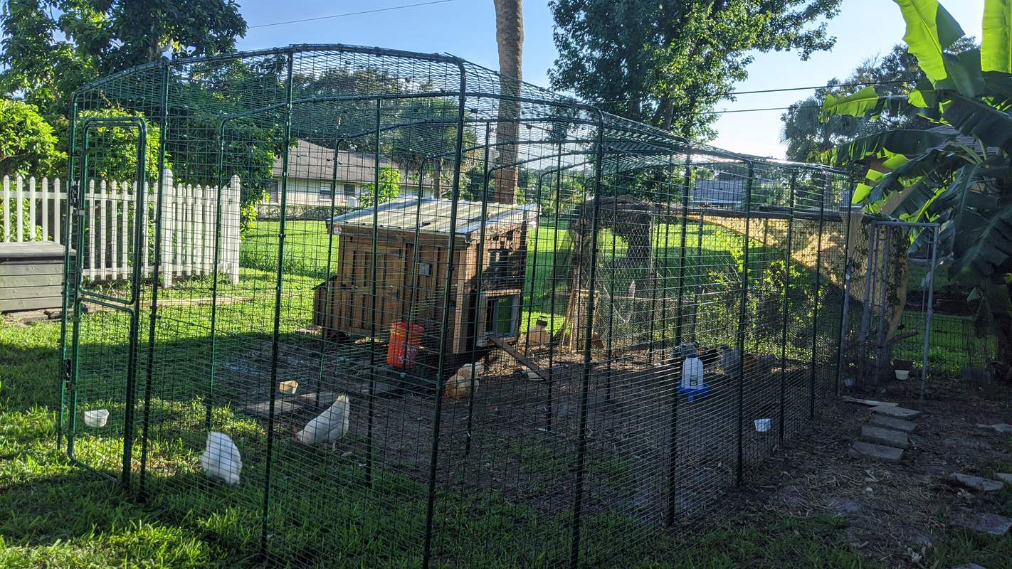 Walk in Chicken Run | Large Outdoor Chicken Enclosure