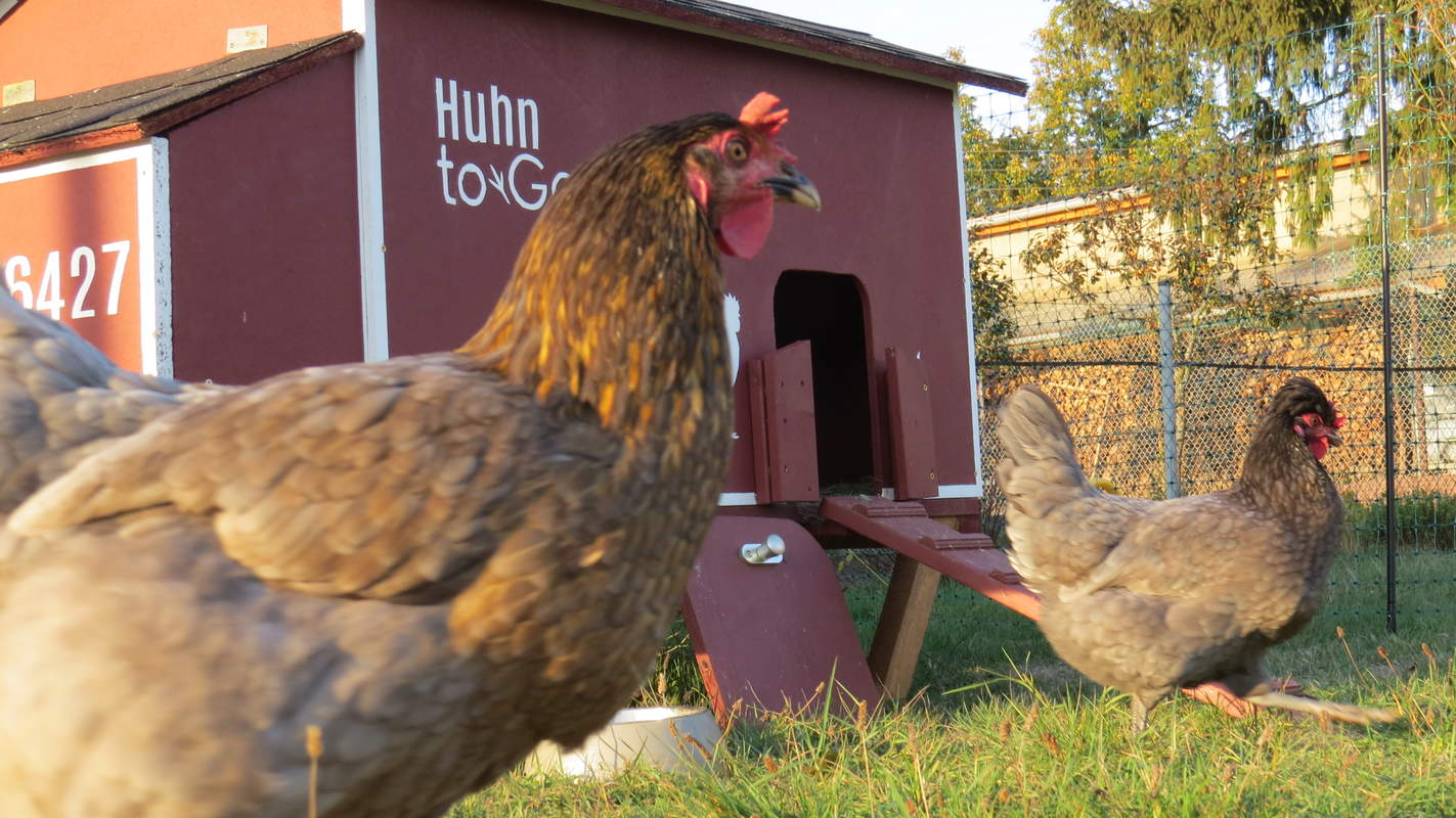 Chickens | Guide | Omlet Australia