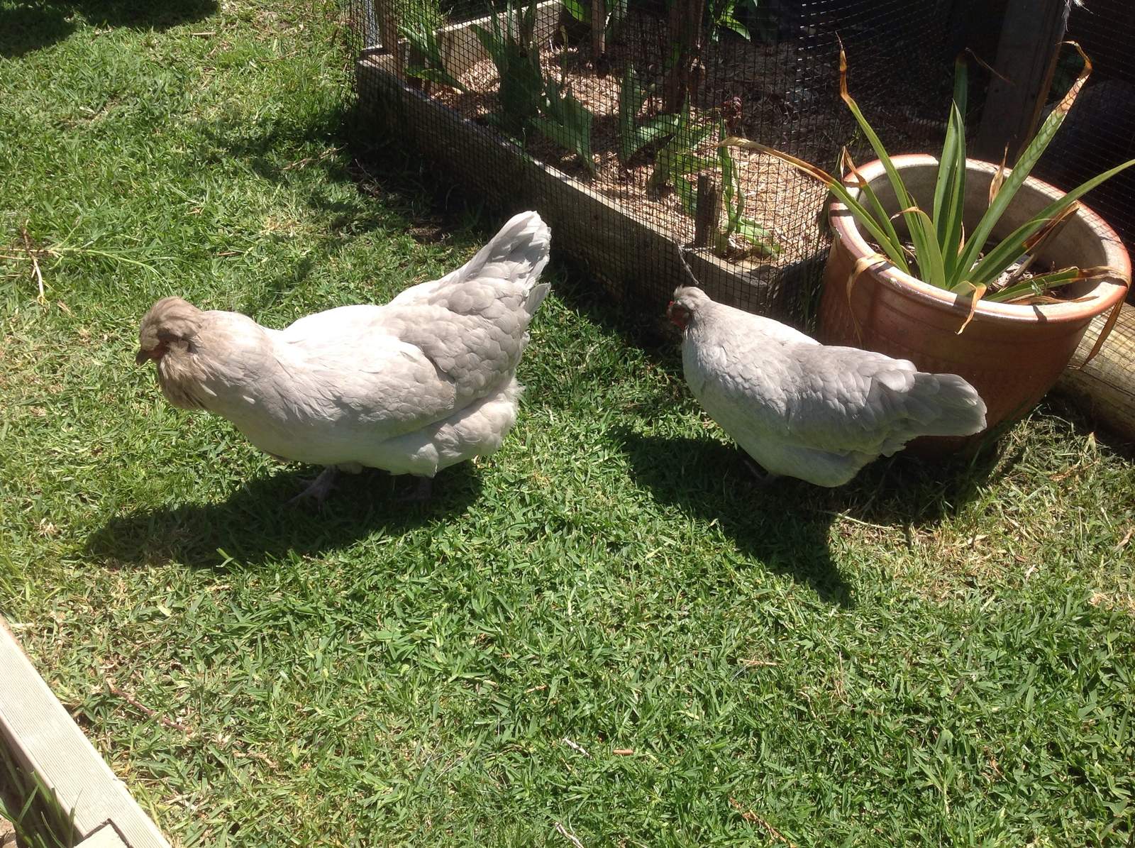 Araucana For Sale | Chickens | Breed Information | Omlet