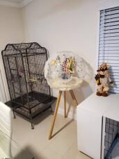 Geo Bird Cage | The Beautiful Geodesic Budgie Cage | Omlet