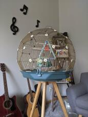 Geo Bird Cage | The Beautiful Geodesic Budgie Cage | Omlet
