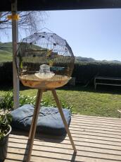 Geo Bird Cage | The Beautiful Geodesic Budgie Cage | Omlet