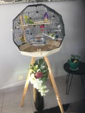 Geo Bird Cage | The Beautiful Geodesic Budgie Cage | Omlet