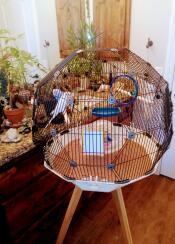 Geo Bird Cage | The Beautiful Geodesic Budgie Cage | Omlet