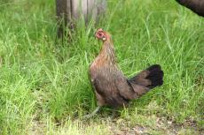 Dutch Bantam Chickens | Dutch Bantam For Sale | Chicken Breeds