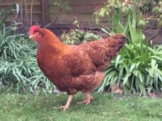 Rhodebar Chickens | Rhodebar For Sale | Chicken Breeds