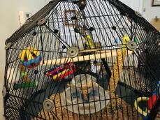 Geo Bird Cage | The Beautiful Geodesic Budgie Cage | Omlet