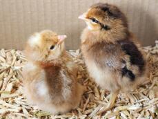 Welbar Chickens | Welbar For Sale | Chicken Breeds