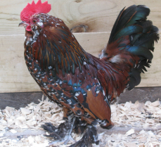 Booted Bantam Chickens | Booted Bantam For Sale | Chicken Breeds