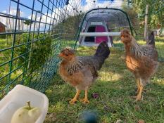 Eglu Go Plastic Chicken Coops Australia | Omlet
