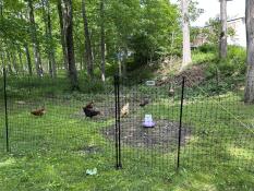 Chicken Fencing | Poultry Netting for Chickens | Omlet