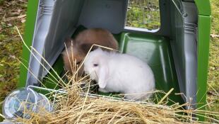 Eglu Go Plastic Rabbit Hutch | Omlet